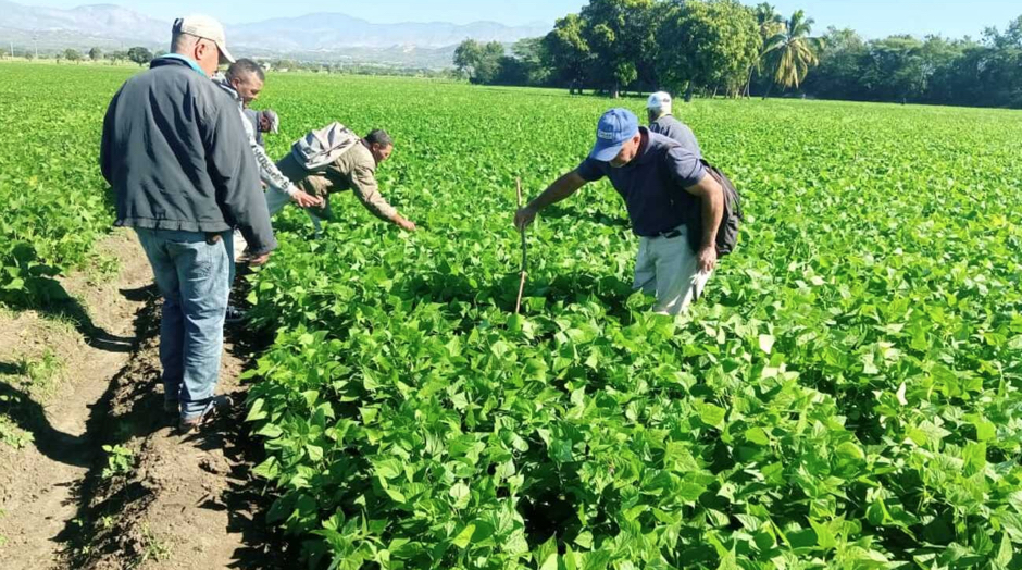 Agricultura regulará la siembra de habichuelas en San Juan tras ...